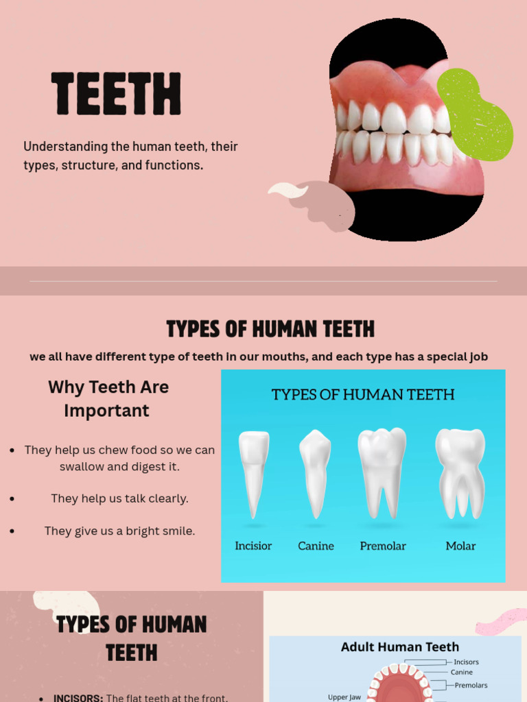 Types and Care of Human Teeth | PDF