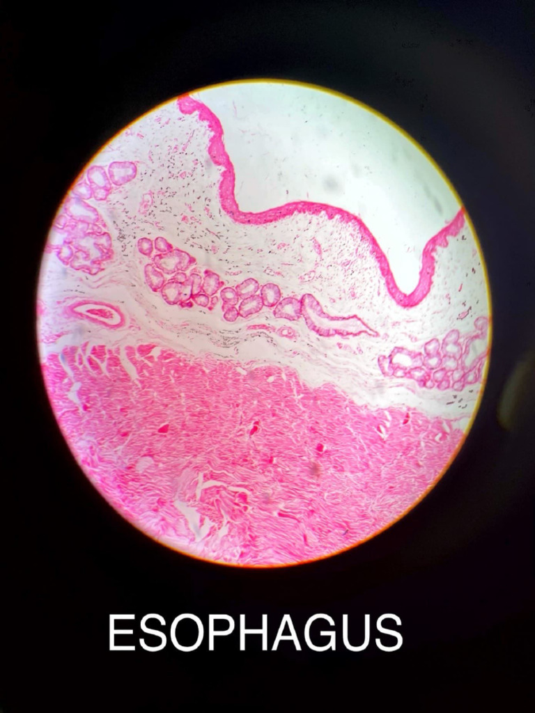Histology Slides Block 2 Modified | PDF