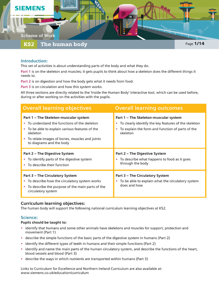 KS2 Human Body Scheme of Work | PDF | Circulatory System | Skeleton