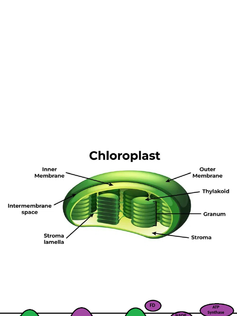 Photosynthesis Electron Transport Chain | PDF