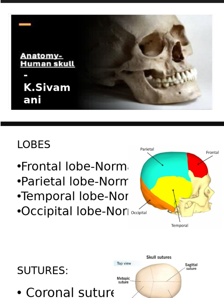 Anatomy Practical Pdf