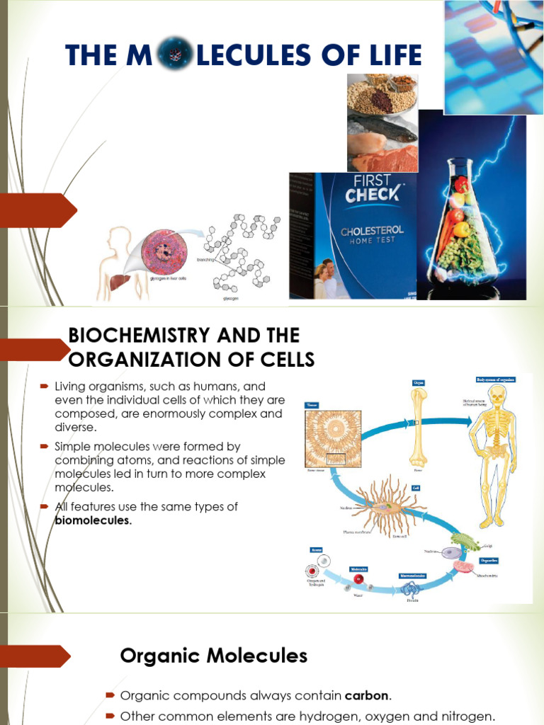Molecules of Life: Biochemistry Overview | PDF | Carbohydrates | Lipid