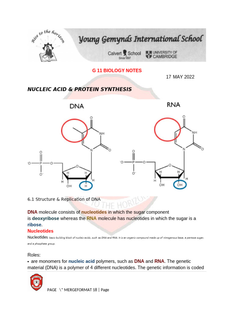 DNA Structure and Protein Synthesis Notes | PDF | Nucleotides ...