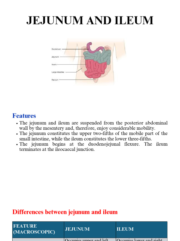 JEJUNUM AND ILEUM - PPTX - 20250401 - 203144 - 0000 | PDF