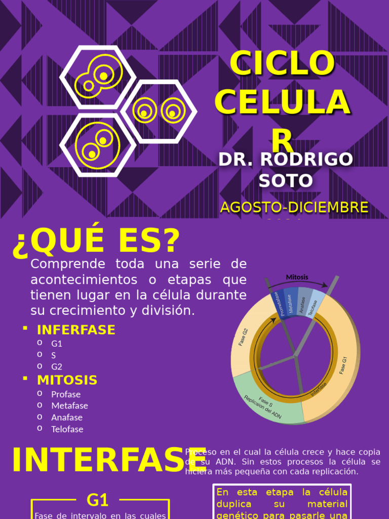 Ciclo Celular 2 | PDF | Mitosis | Bioquímica