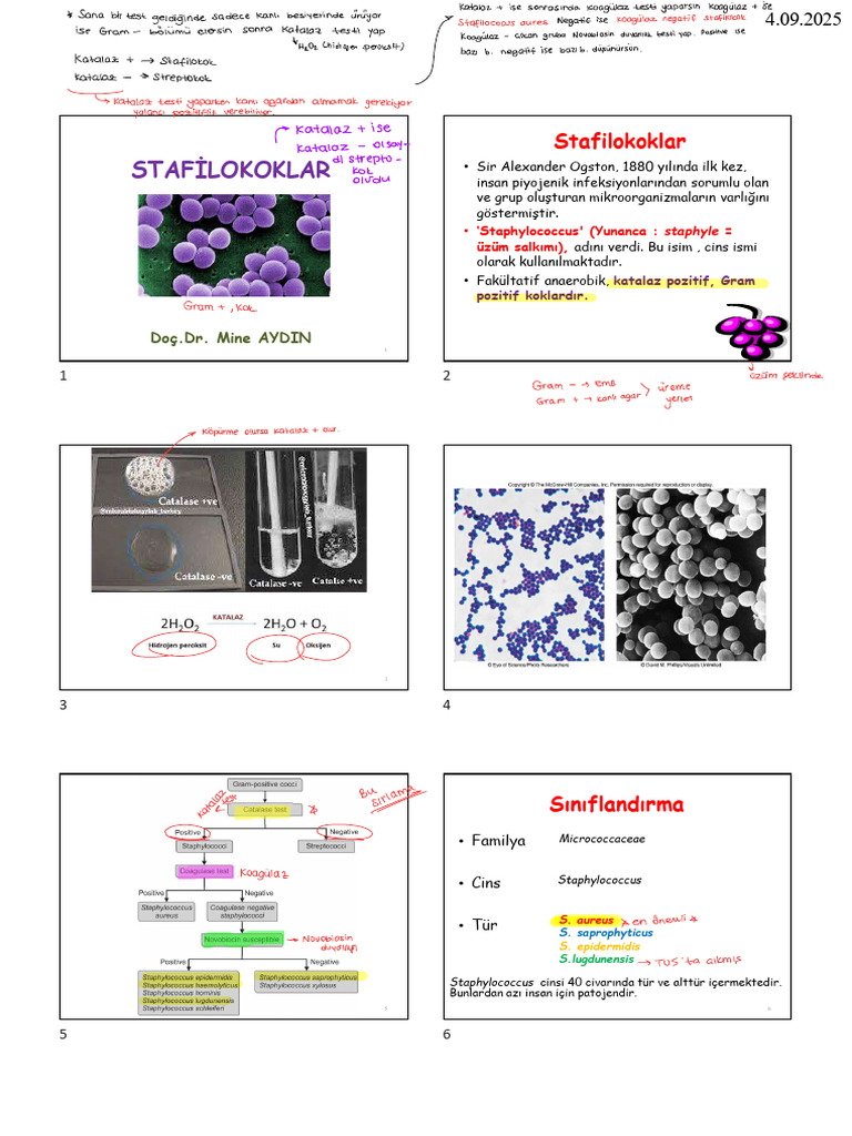 4 Stafi̇lokoklar-2025 DN | PDF