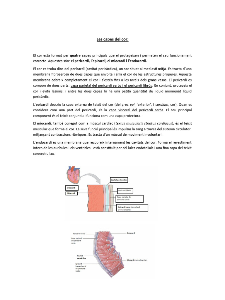 Capes Del Cor | PDF