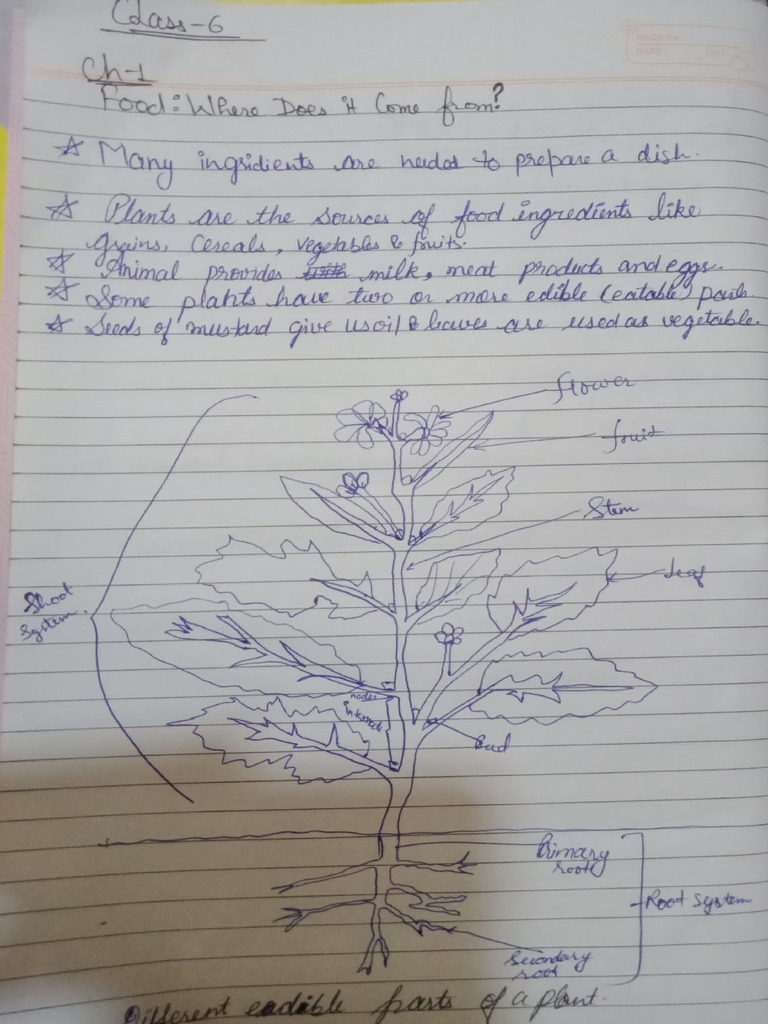 Class 6 CH 1,2,3 Science | PDF