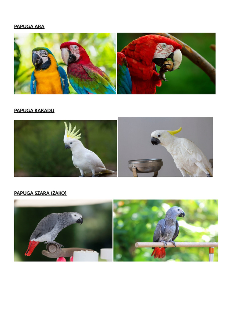 Papugi | PDF