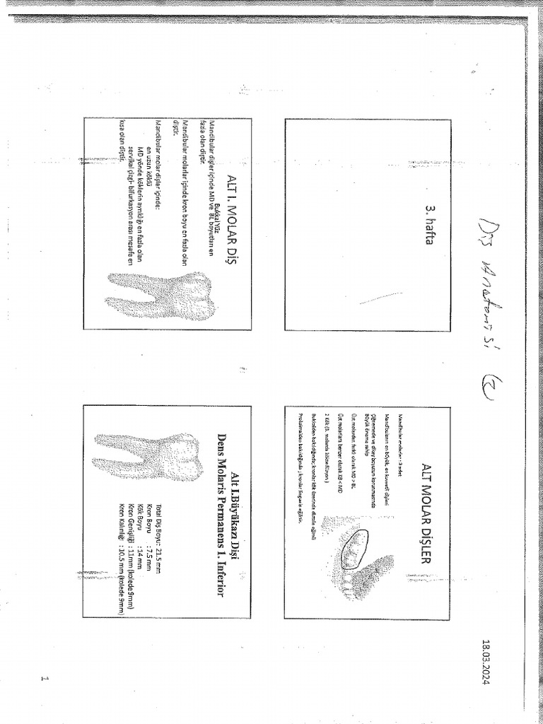 Diş Anatomisi 2 | PDF