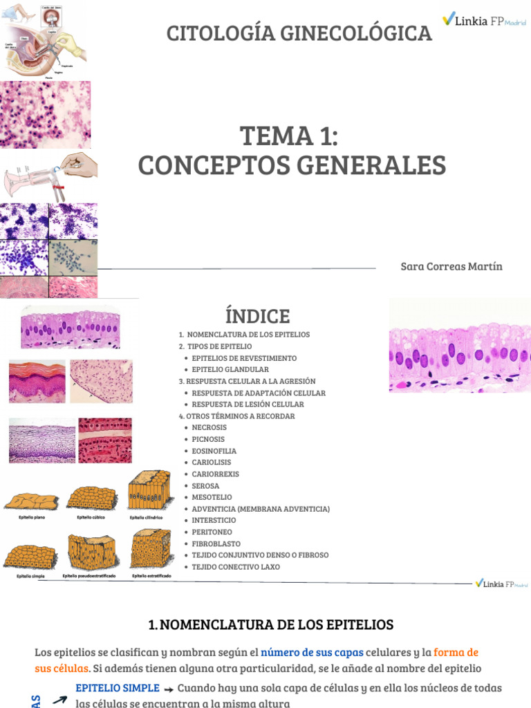 Tema 1 - 24-25 | PDF | Epitelio | Neoplasias