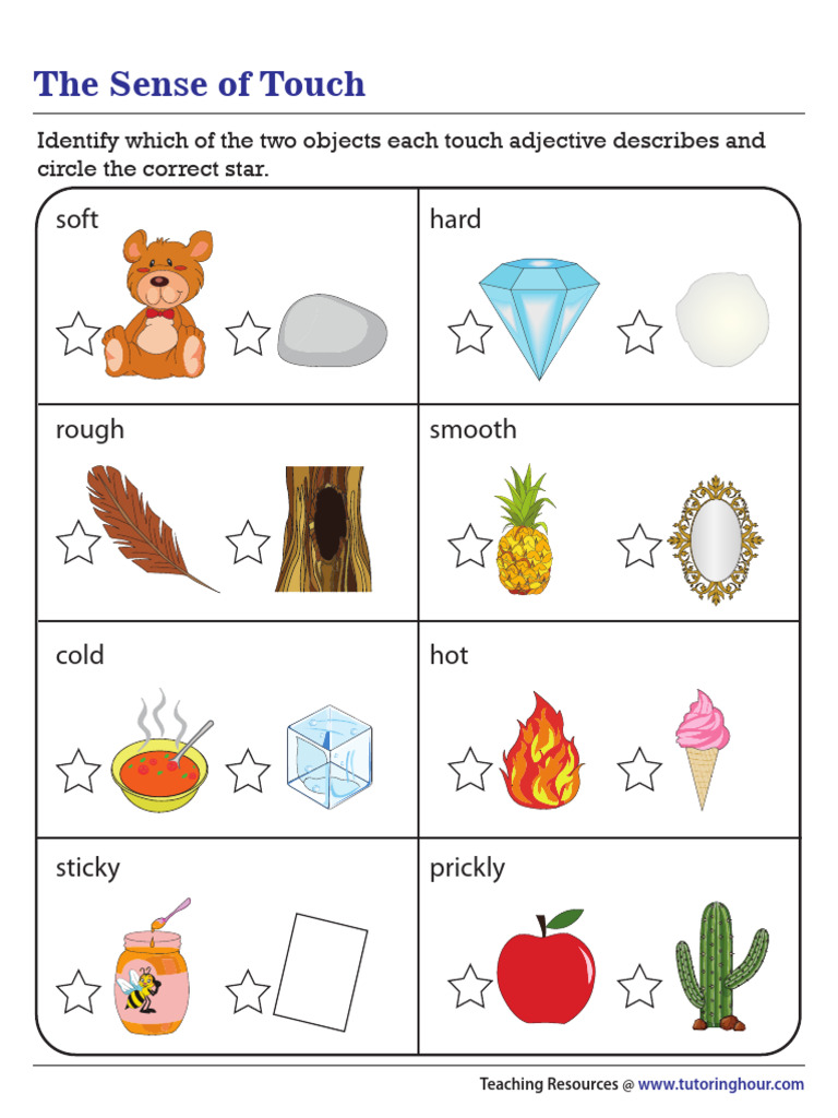 Sense of Touch | PDF