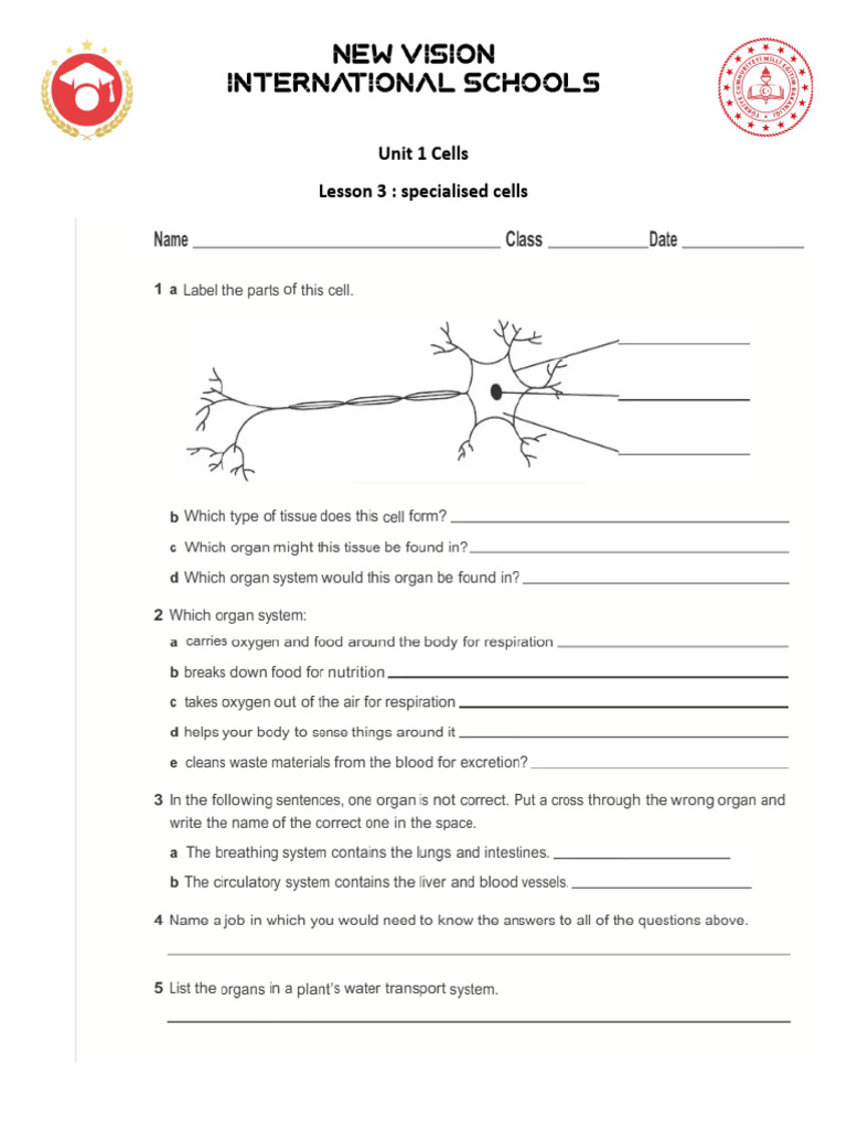 G7 1.3 Specialised Cells Worksheet | PDF