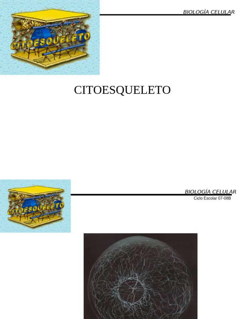 Citoesqueleto | PDF | Actina | Biología Celular)