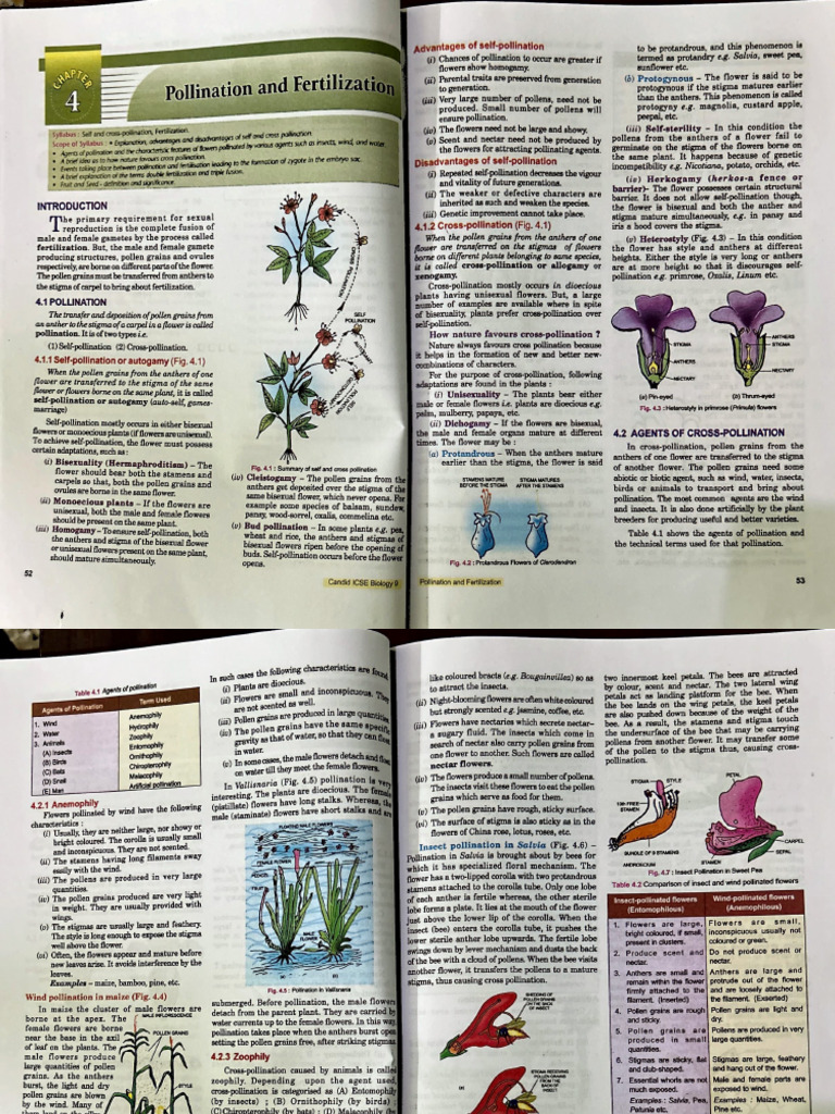 Understanding Pollination Types | PDF | Flowers | Pollination