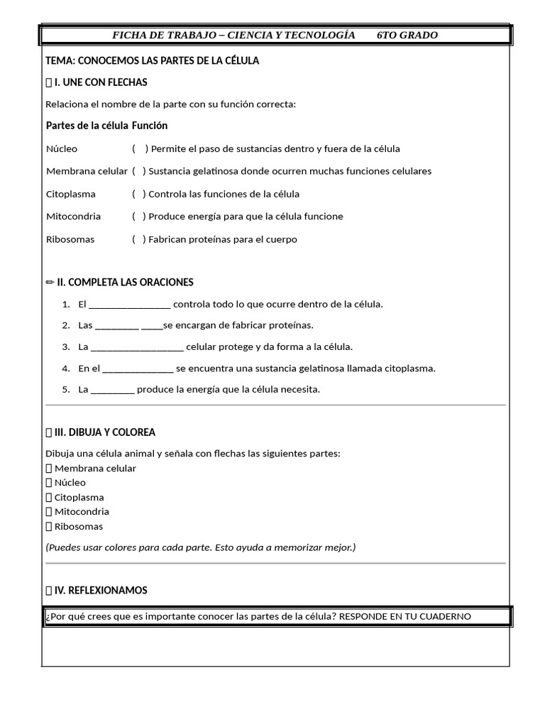 Partes de la Célula para 6to Grado | PDF