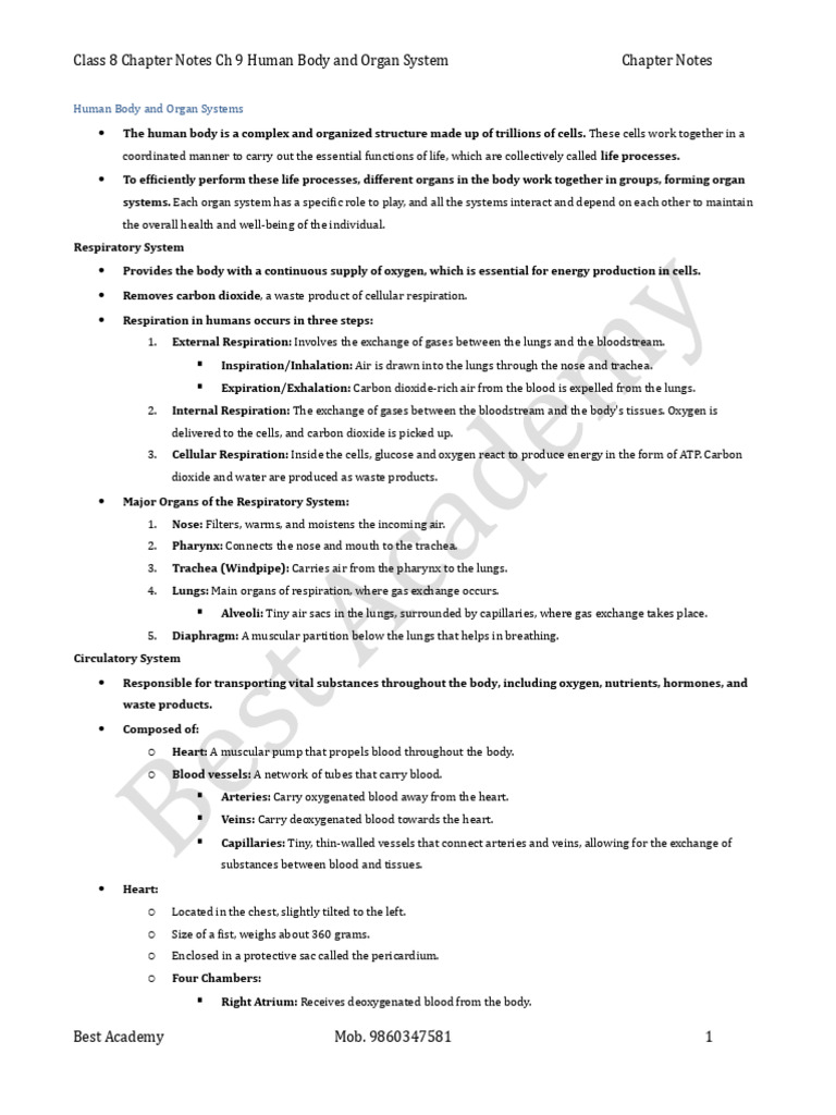 Class 8 Human Body System Notes | PDF | Respiratory System | Blood Type