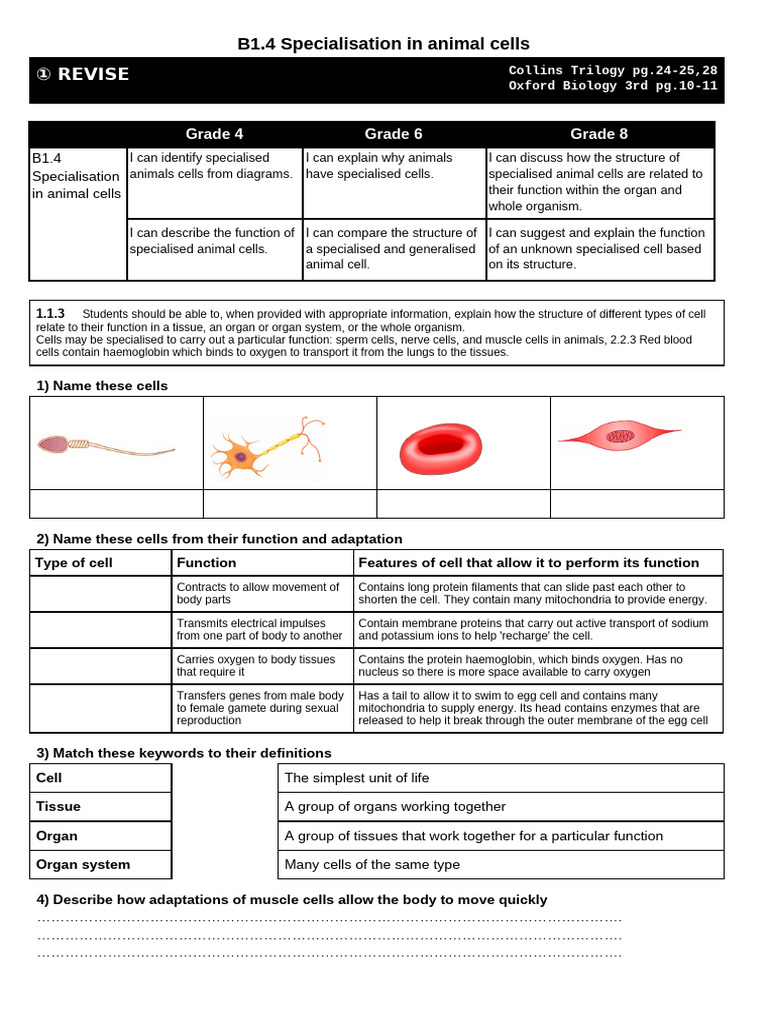 Specialization in Animal Cells | PDF | Cell (Biology) | Hemoglobin