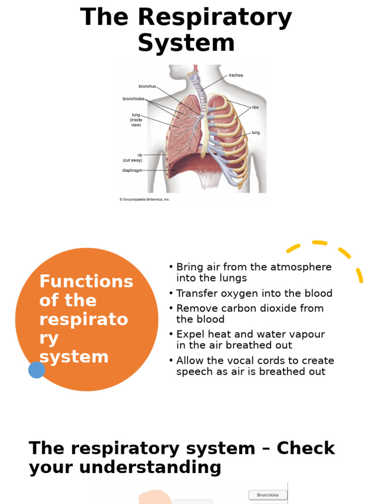Functions and Mechanics of the Respiratory System | PDF | Respiratory ...