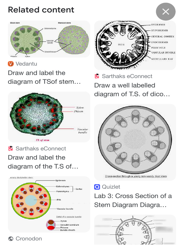 Draw and Label The Stem in Maintaining Life - Google Search | PDF