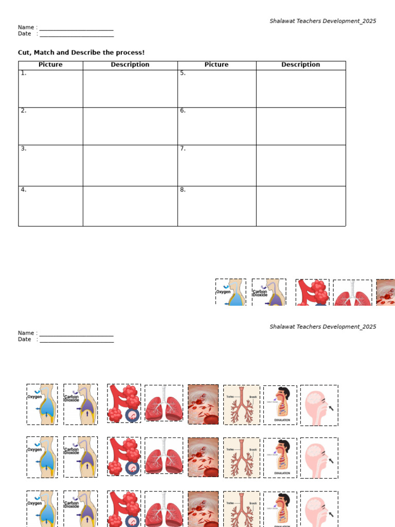 Pulmonary Ventilation Worksheet | PDF