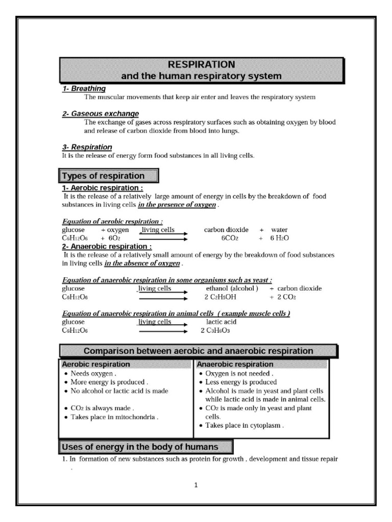 Science Respiration & Respiratory System G6 | PDF