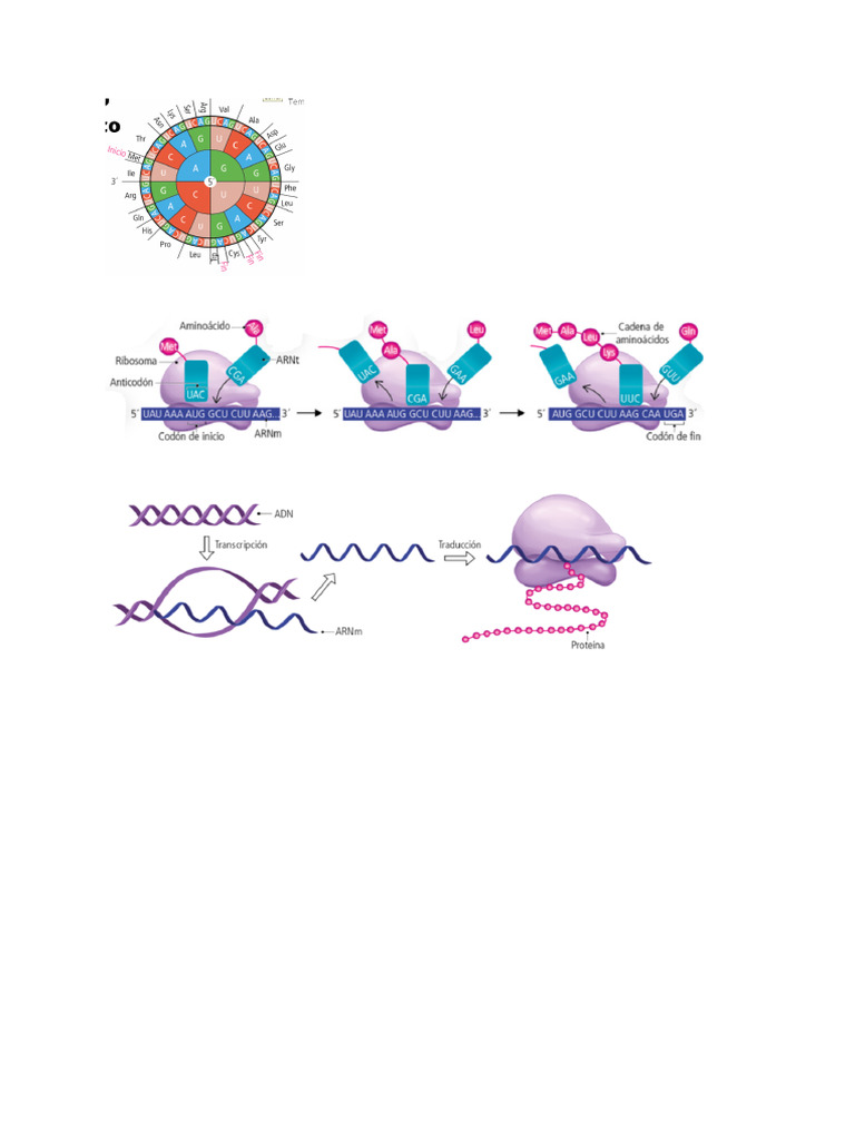 Biologia Adn y Arn | PDF
