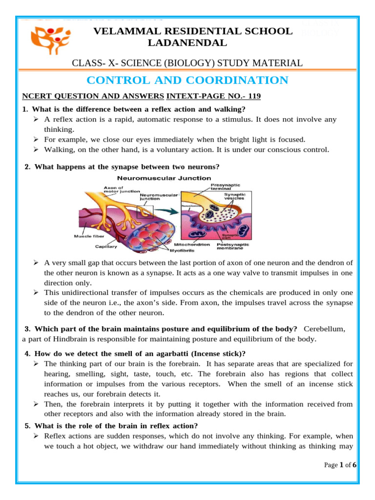 Class-10 - Control & Coordination NCERT Solution | PDF | Plant Hormone ...