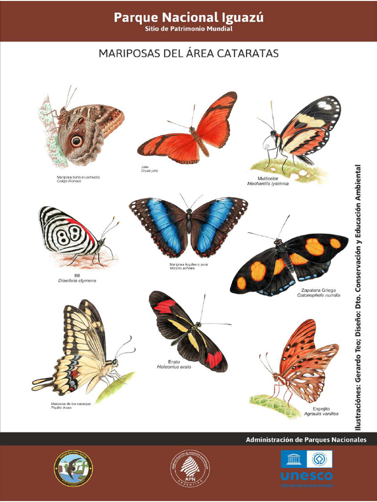 Mariposa S | PDF