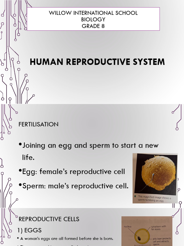 Grade 8 Human Reproductive System Guide | PDF | Reproductive System ...