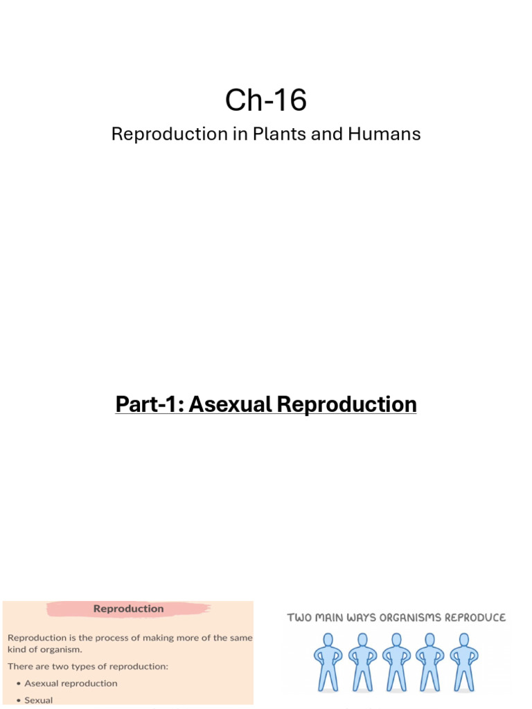 Ch 16 Reproduction | PDF | Menstrual Cycle | Sexual Reproduction