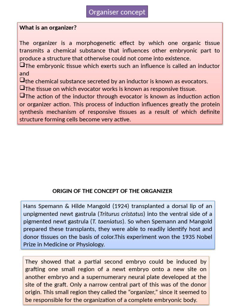 Dev Bio | PDF | Nervous System | Cellular Differentiation