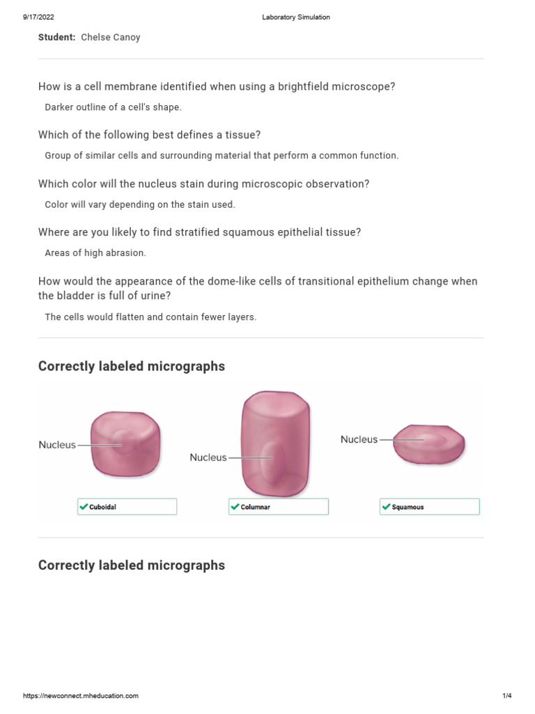 Epithelial Tissue Histology | PDF