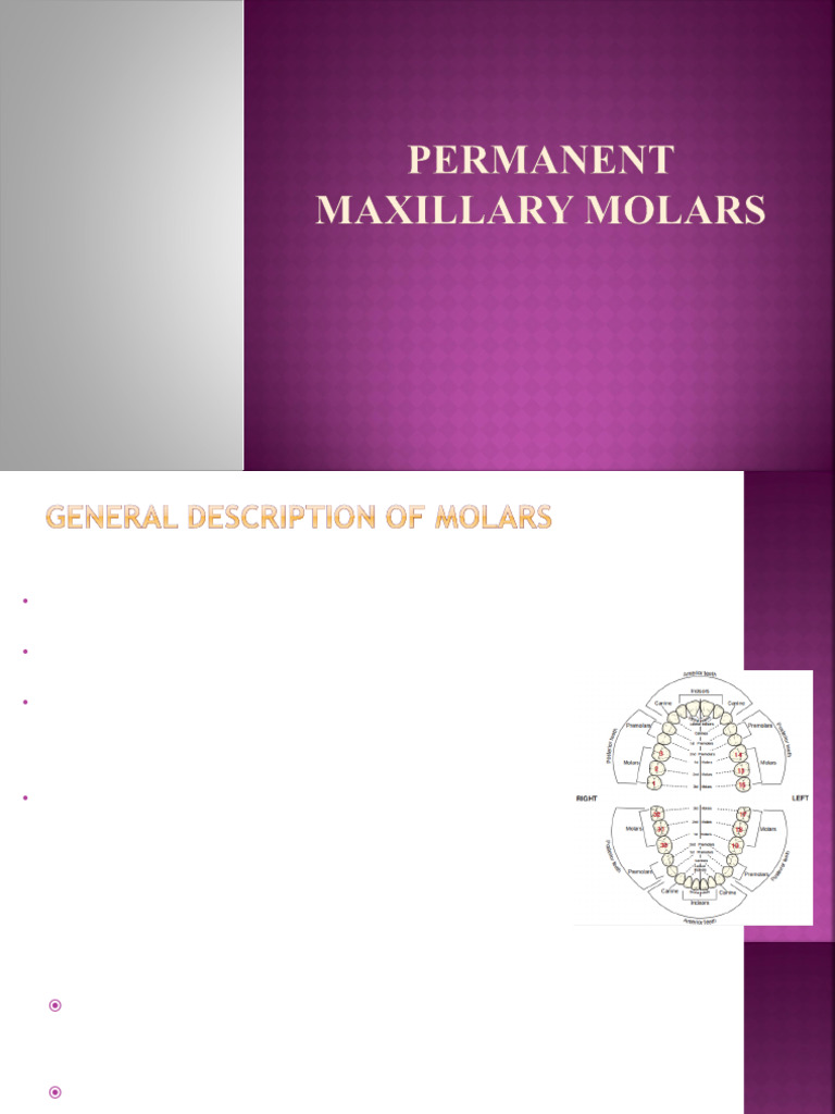 Maxillary Molars | PDF | Dental Anatomy | Dentistry Branches
