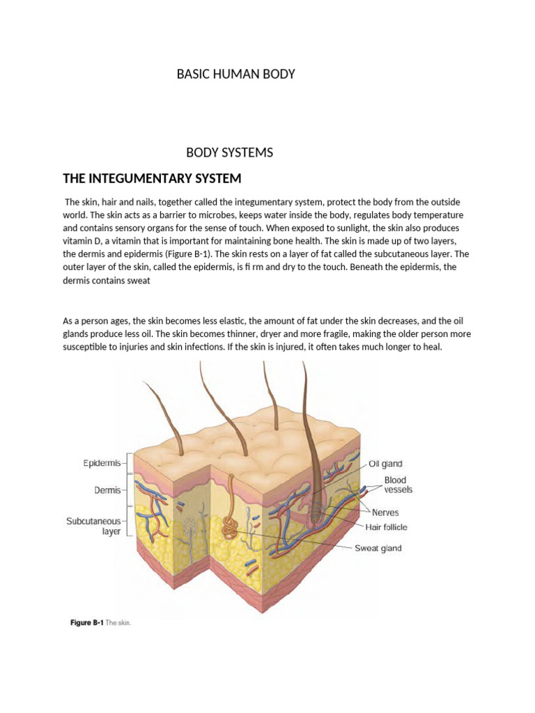 Basic Human Body | PDF | Artery | Reproductive System