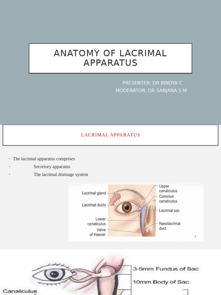 Anatomy of Lacrimal Apparatus | PDF | Human Head And Neck | Human Anatomy