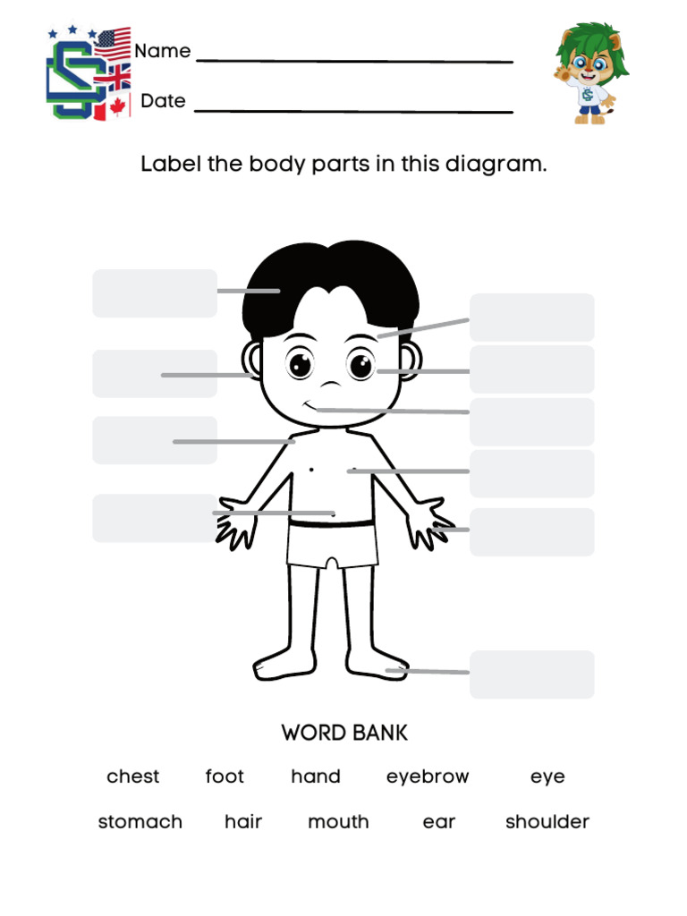 Parts of The Body Science Worksheet For Kids | PDF