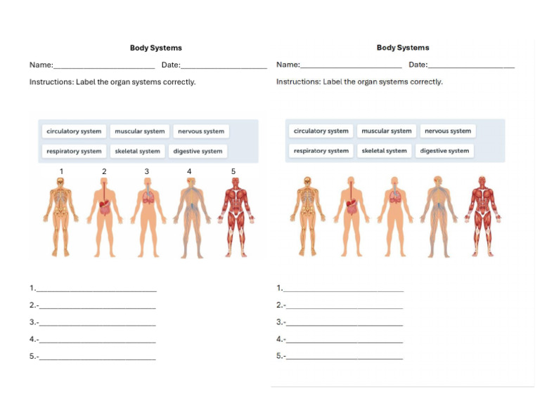 Labeling Organ Systems Worksheet | PDF