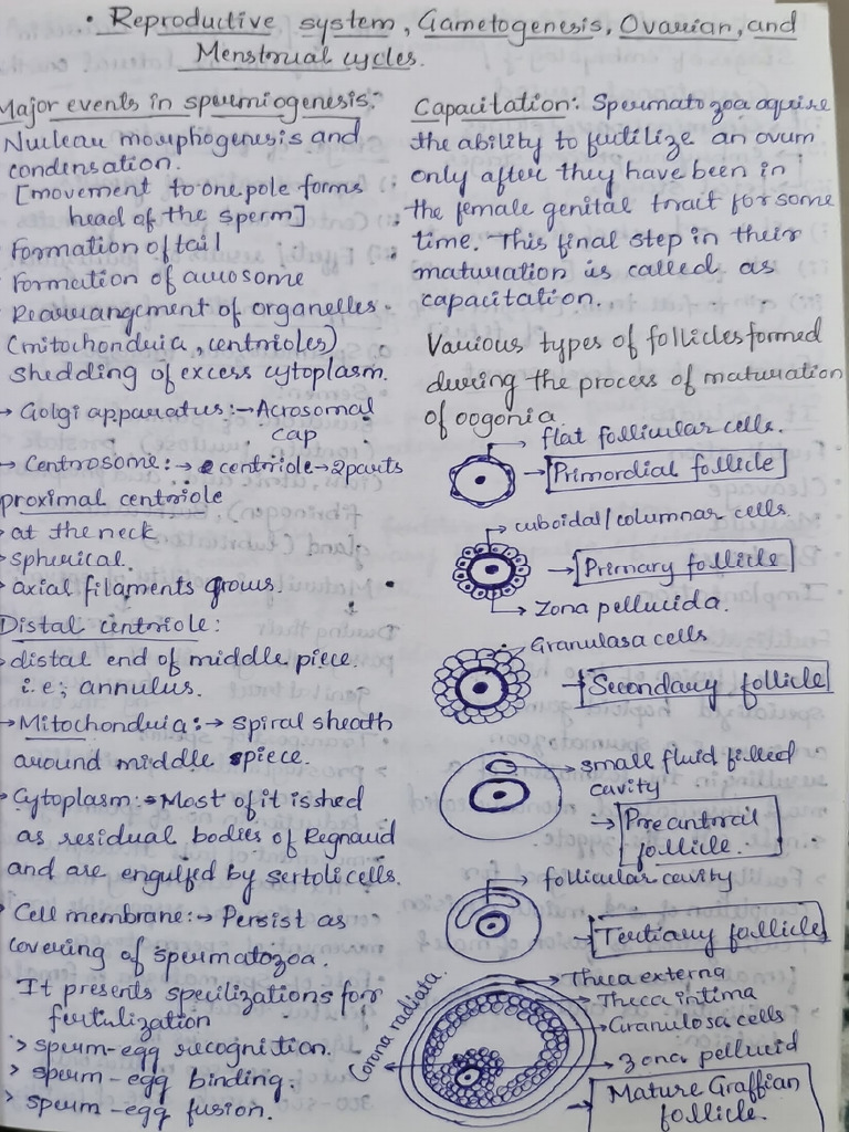 Embryology Ashamed Maam Notes Part 1 | PDF