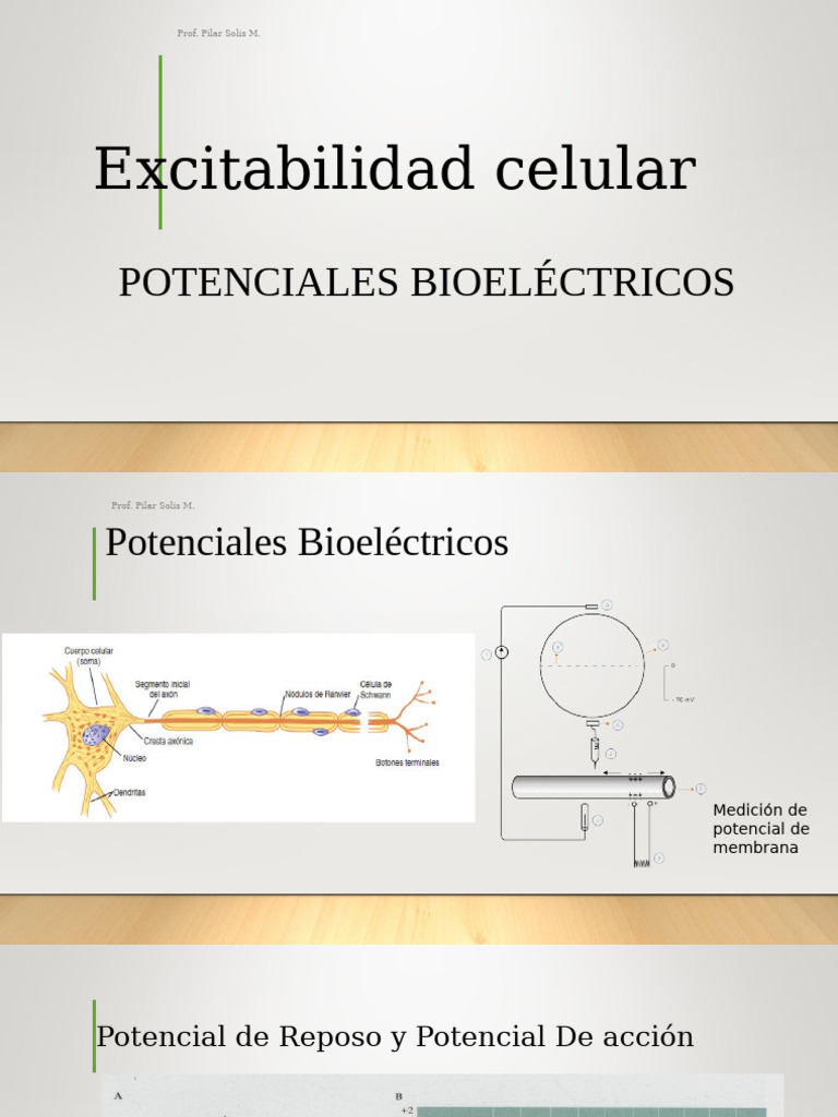 Excitabilidad y Potenciales de Acción | PDF | Potencial de acción ...