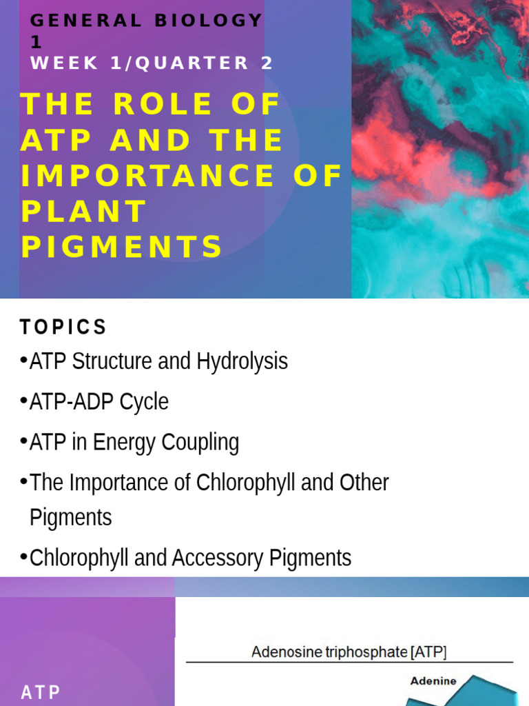 ATP and Plant Pigments in Photosynthesis | PDF | Photosynthesis ...