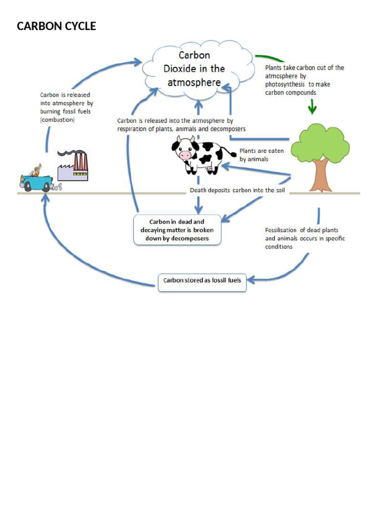 Nitrogen, Carbon Cycle | PDF