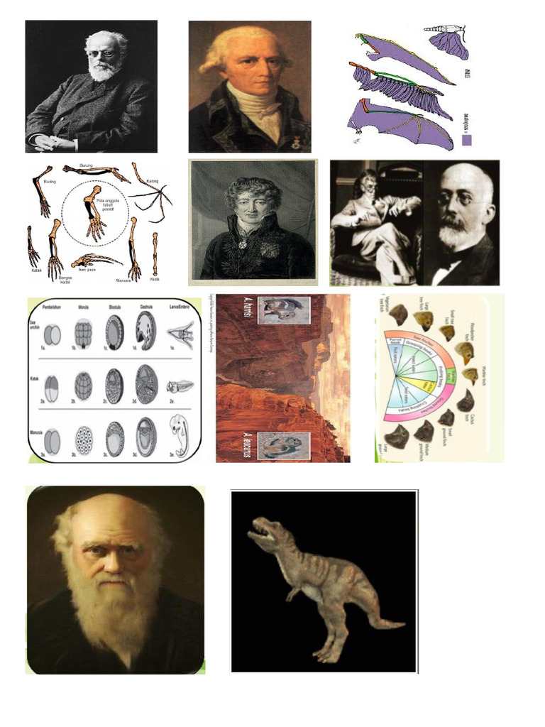 Evolusi | PDF