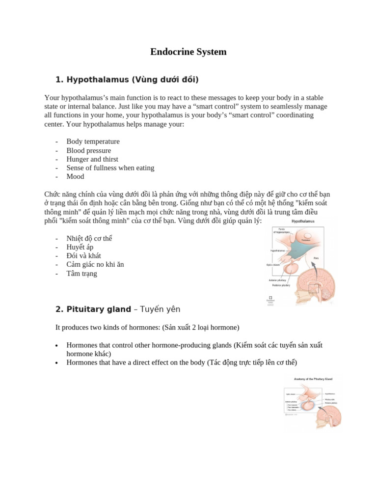 Endocrine System | PDF