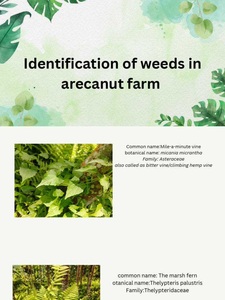 Weed Identification in Arecanut Farms | PDF