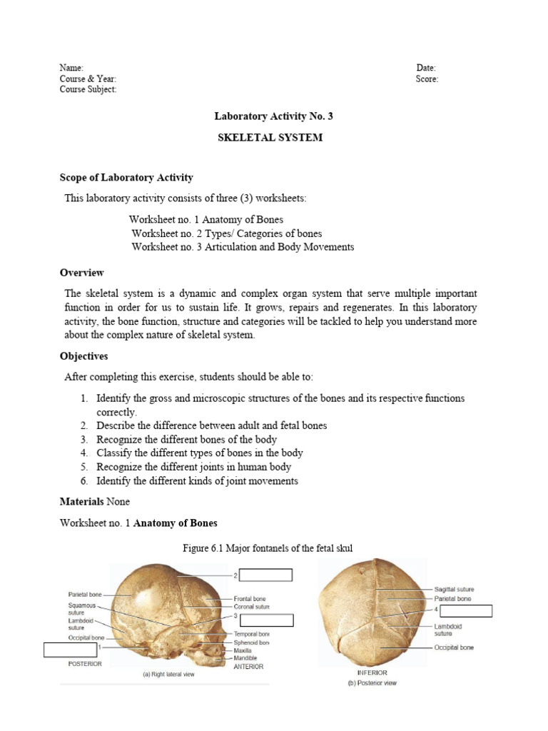 Human Anatomy Lab 1.4 Skeletal System | PDF | Bone | Vertebra