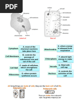 Cell Rap: Organelles Explained | PDF | Cell (Biology) | Cytoplasm