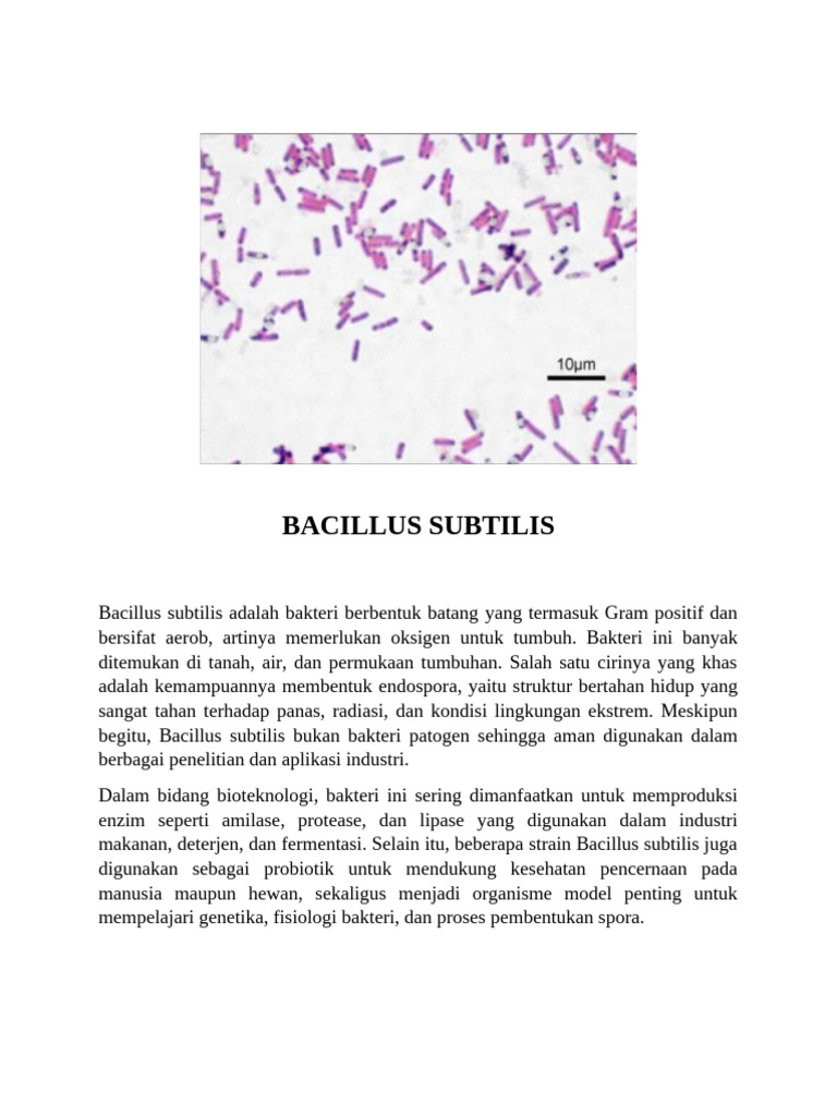 Bacillus Subtilis | PDF