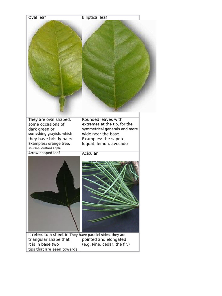 Types of Leaf and Description | PDF