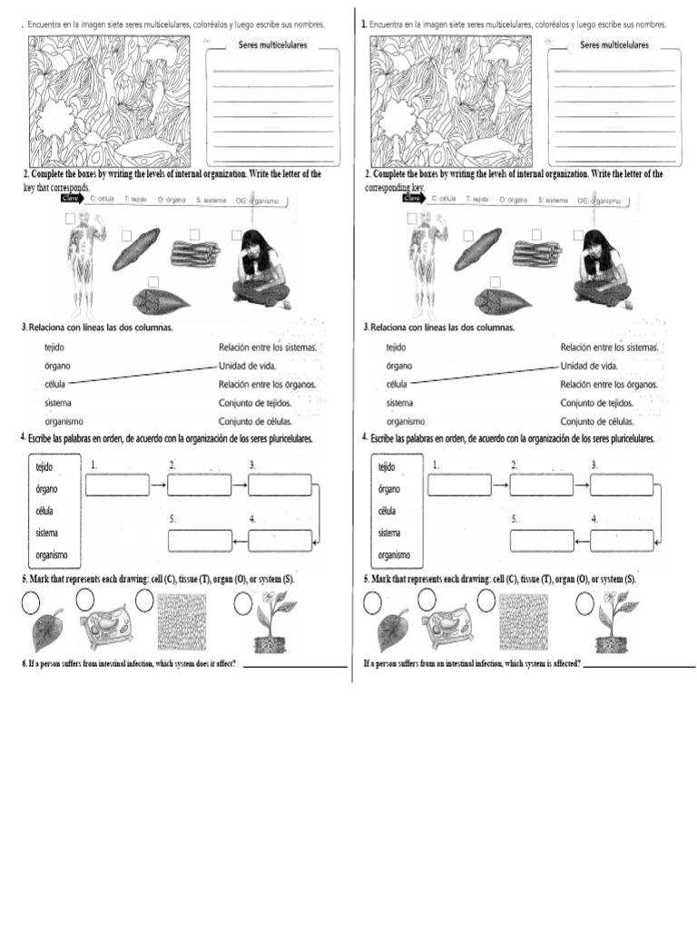 Levels Cell Tissue Organ System | PDF